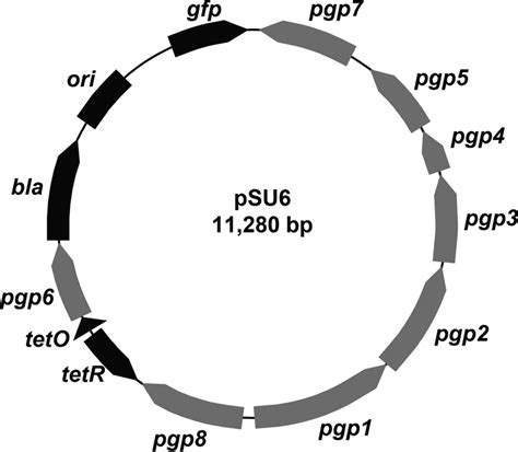 PSU6 Vector Map Conditional Expression Of Pgp6 Is Accomplished By Download Scientific Diagram