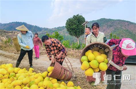 万山：讲好一个“乡村振兴•大柚作为”故事铜仁网