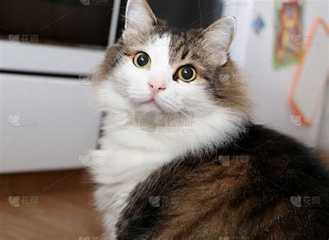 培育挪威森林猫