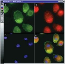 CCD Imaging When Every Pixel Counts Features Feb 2003 Photonics Spectra