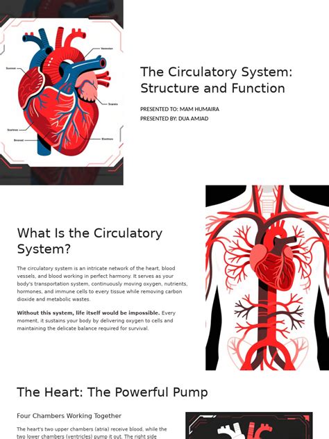 The Circulatory System Structure And Function Pdf Circulatory