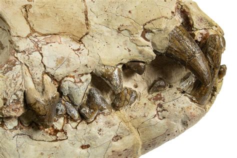 87 Fossil Hyaenodon Skull South Dakota 314720 For Sale 87 Fossil Hyaenodon Skull South Dakota 314720 For Sale