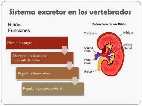 Pda 4to A Salud Y NutriciÓn Sistema Excretor