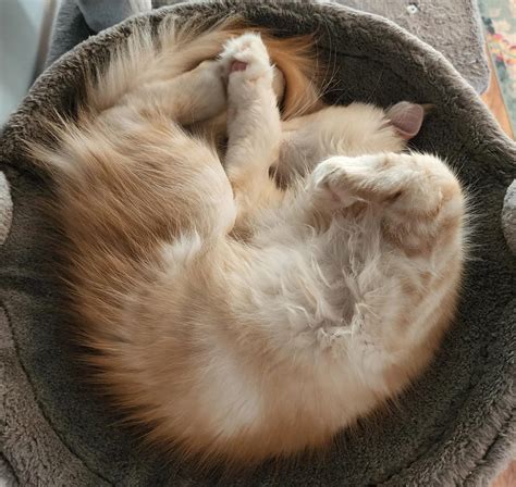 George Napped His Way Into The Fibonacci Sequence Scrolller