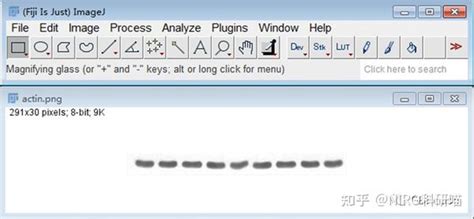 Western Blot （wb）条带灰度值测量从原理到实践 知乎