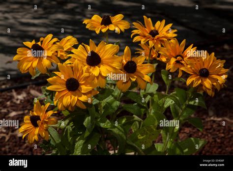 Orange Daisy Flower Images