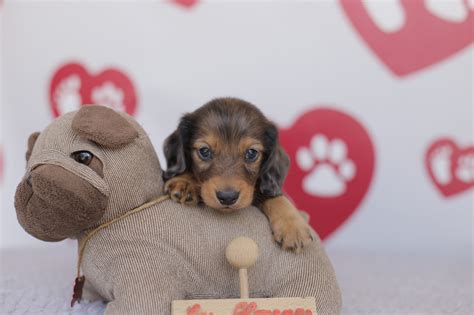 11 Types De Teckel Guide Complet Et Captivant 2025