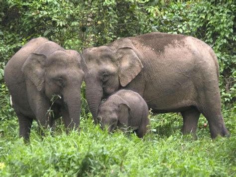 The Worlds Smallest Elephant