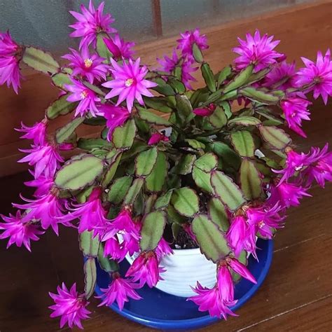 Rat Tail Cactus Care Guide With Photos