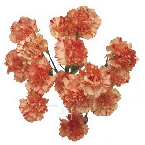 Mini Clavel Andean Flowers And Fruits Of Colombia