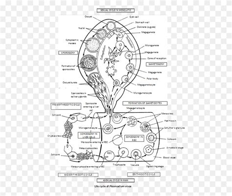 Draw Life Cycle Of Plasmodium At Harrison Fitch Blog