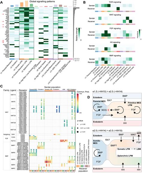 Cell Lineage Specification And Signalling Pathway Use During Development Of The Lateral Plate
