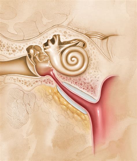 Eustachian Tube Dysfunction Ear Nose Throat Specialist 44 OFF