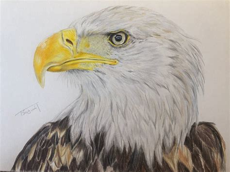 橘鶫tachibanatsugumi On Twitter おはようございます。 ハクトウワシ、もうすぐ完成なので過去絵のハクトウワシ特集