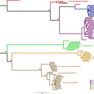 Maximumlikelihood Phylogenetic Tree Based On Genomewide SNPs