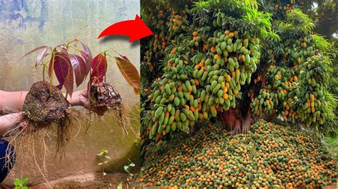 Nice Skill New Idea Of Grafting Mango Tree Youtube