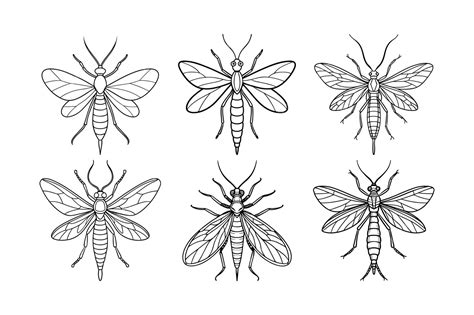 Premium Vector Mayfly Ephemeroptera Silhouette Design Labeled Line