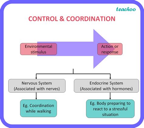 [biology] What Is Control And Coordination Class 10 Teachoo