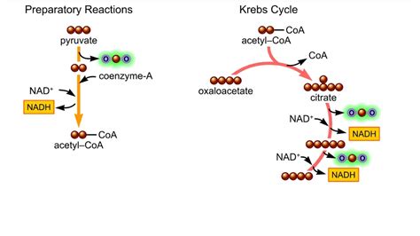 Krebs Cycle Animation