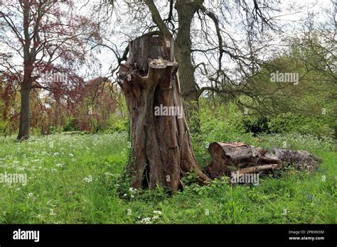 Tree Stump And Feature Hi Res Stock Photography And Images Alamy