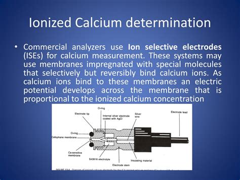 Ppt Calcium Homeostasis I Powerpoint Presentation Free Download Id