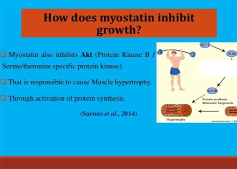 Myostatin Mstn And Its Applications In Animal Breeding