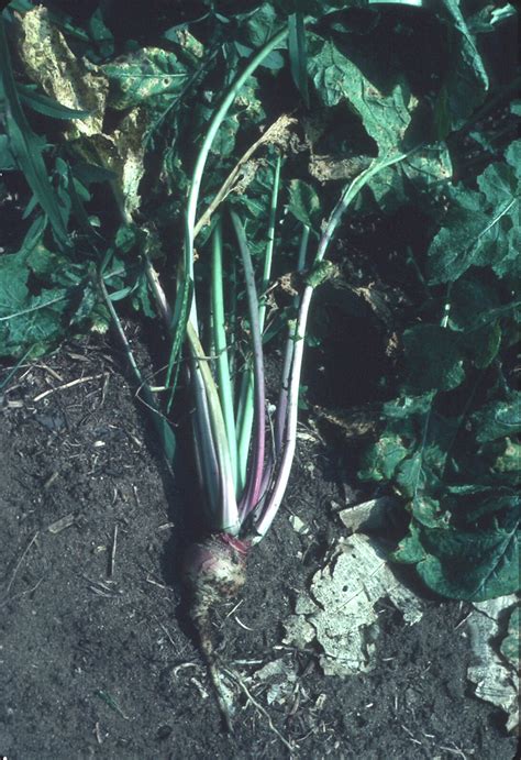 Brassica Napus Turnip Go Botany