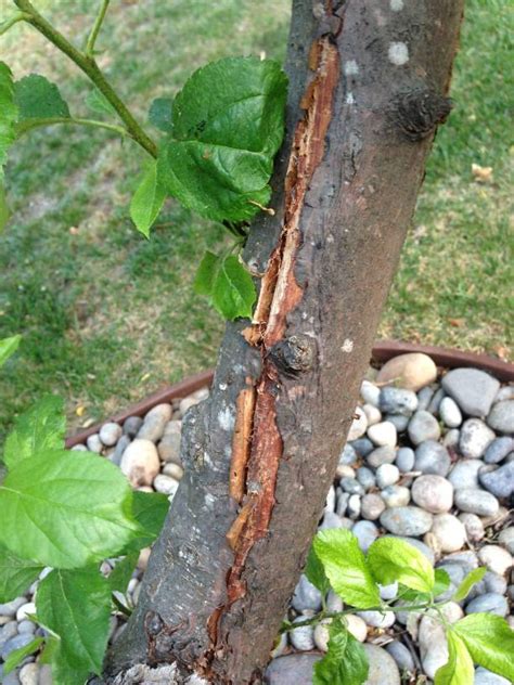 Forum Apple Tree Disease