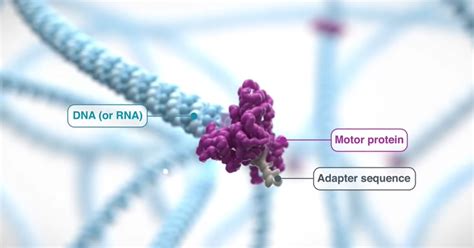 图解三代测序（nanopore）nanopore测序 Csdn博客