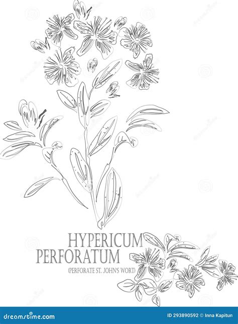 Hypericum Perforatum Contour Vector Illustration Stock Vector