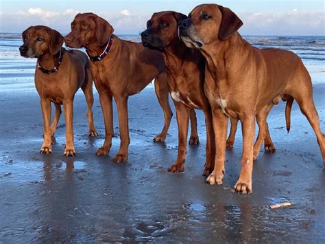Urlaub auf Ameland