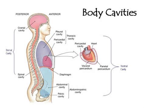 Terminology Body Cavities