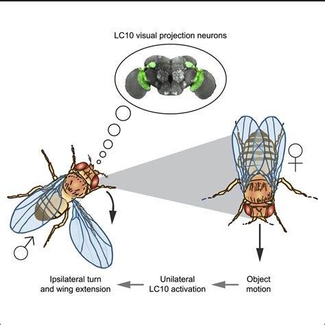 Visual Projection Neurons Mediating Directed Courtship In Drosophila Cell