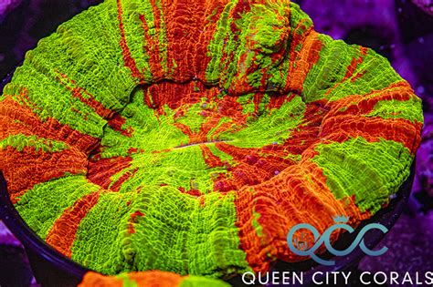 Bleeding Apple Scoly Large Wysiwyg Queen City Corals