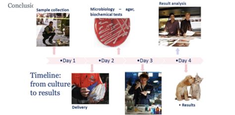 Bacteriology Practical 3 Antimicrobial Susceptibility Assays