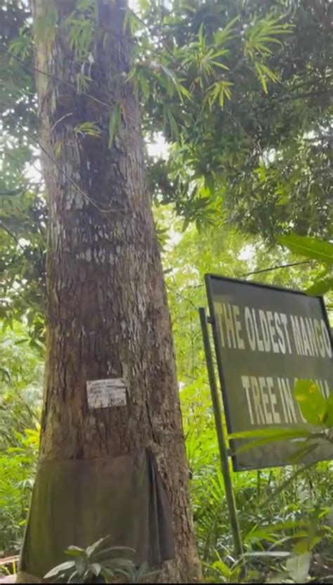Assin Praso S 340 Year Old Mango Tree Is The Oldest In West Africa And