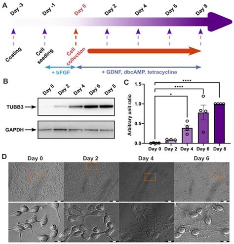 Biomolecules Special Issue Mitochondria And Central Nervous System