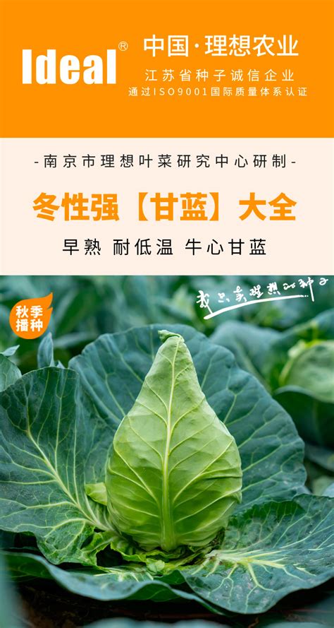 理想甘蓝种子包菜种籽厂家大棚蔬菜种子批发春秋季播种卷心菜种籽 阿里巴巴