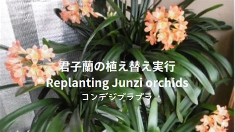 May 19 2024 君子蘭の植え替え実行 Replanting Junzi orchids YouTube