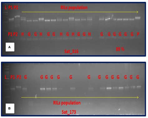Frontiers Mapping Of Quantitative Trait Loci And Mining Of Candidate Genes For Seed Viability