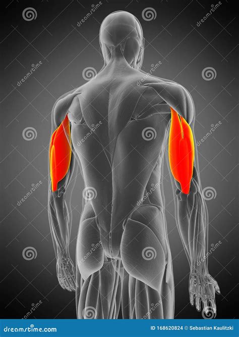 Anatomy Illustration Triceps Stock Illustration Illustration Of