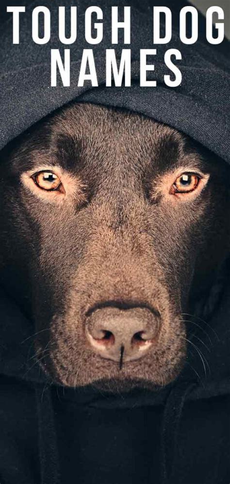 Tough Dog Names Scary Fierce Strong Guard Dog Inspired Ideas