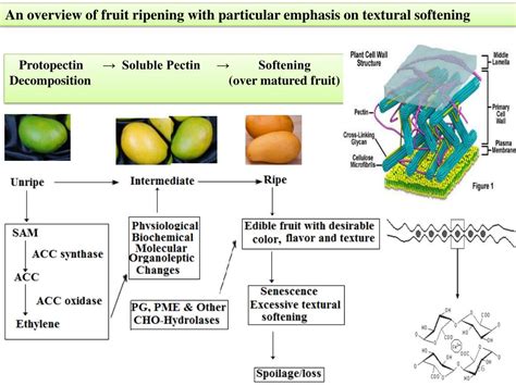 Ppt Biochemistry Of Food Spoilage Powerpoint Presentation Free