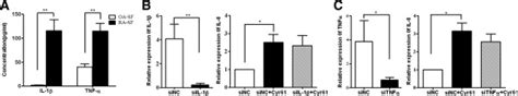 Il 1β And Tnf α Are Not Involved In Cyr61 Induced Il 8 Expression In