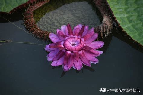 我國育成的王蓮新品種首次在國際權威機構註冊 每日頭條