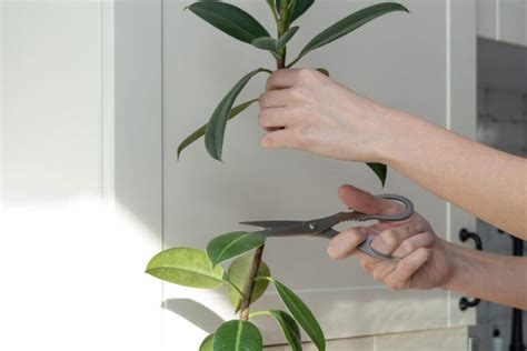 Cómo podar un Ficus correctamente