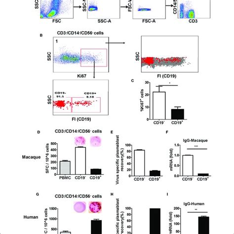 Antibody Secreting Plasmablasts From Chinese Rhesus Macaques Are