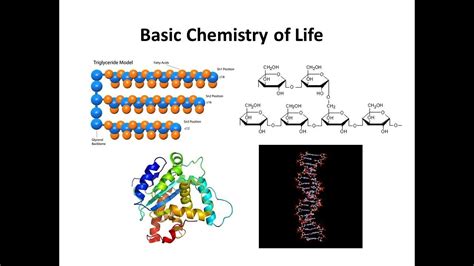 Ap Bio Unit 1 Review Youtube