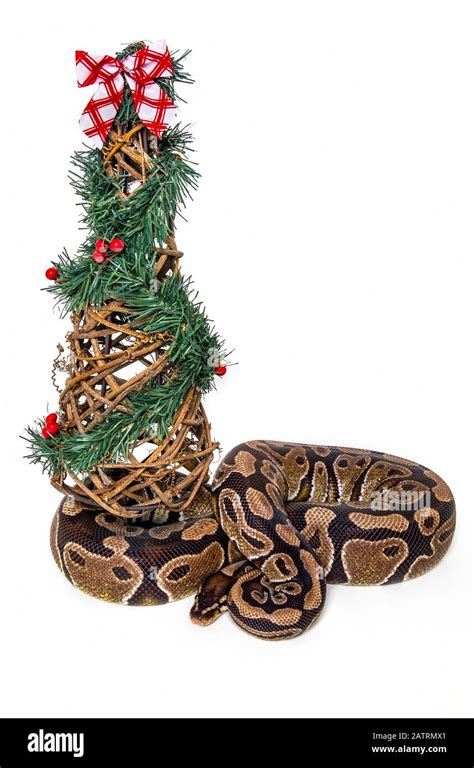 Ball Python Morph Cut Out Stock Images And Pictures Alamy