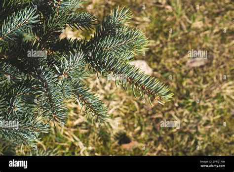 Branches Of Blue Fir Tree Pine Needles Close Up Stock Photo Alamy